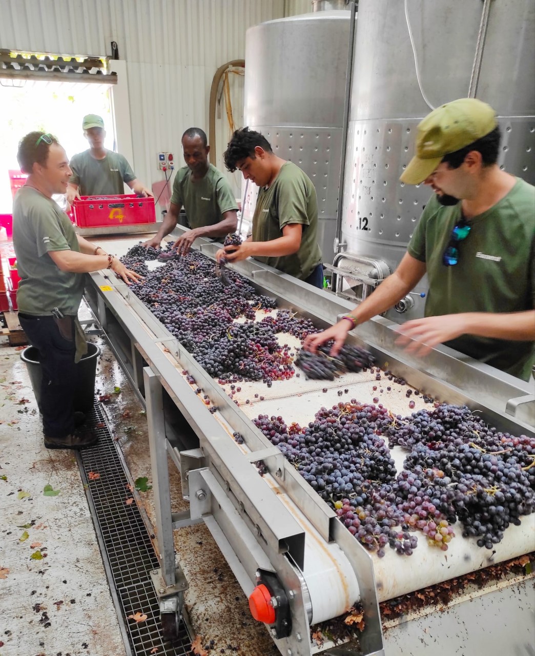 Temps de verema i garrofes - Blog Comunidad Esment